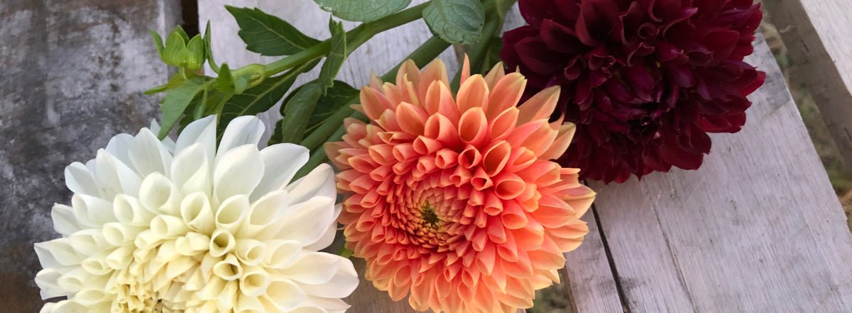 Seeds – The Celtic Farm