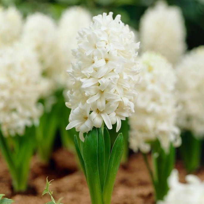Hyacinth Bulbs (20) - Hyacinthus Orientalis 'White Pearl' - Large Whit ...