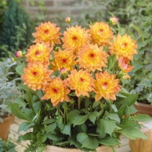 Melody Dora Dahlia Bulbs - Dahlia Tubers (Set of 3) – The Celtic Farm